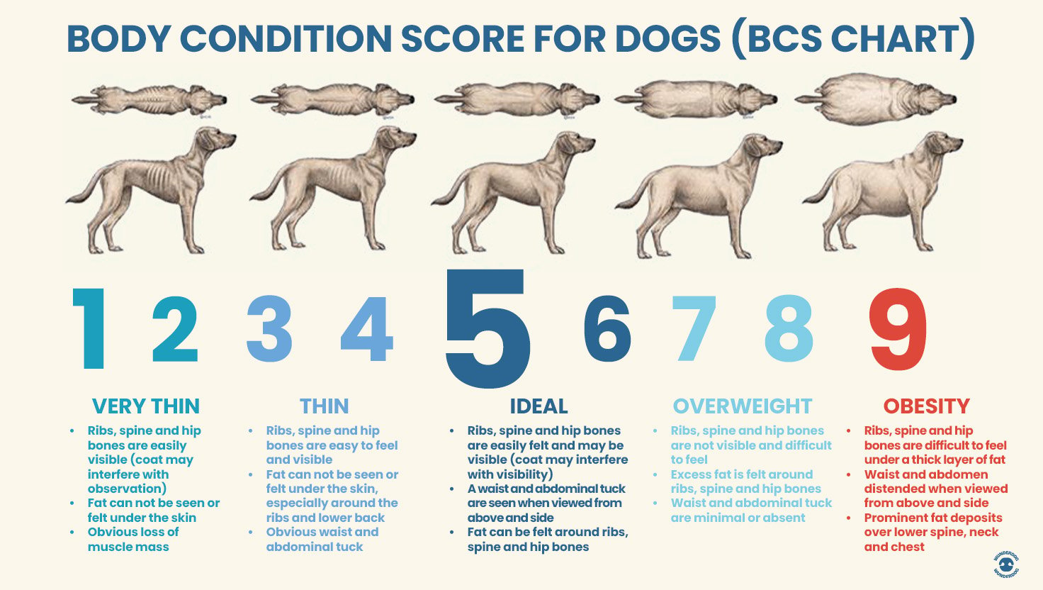 Is Your Dog Overweight? Signs, Risks & Solutions.